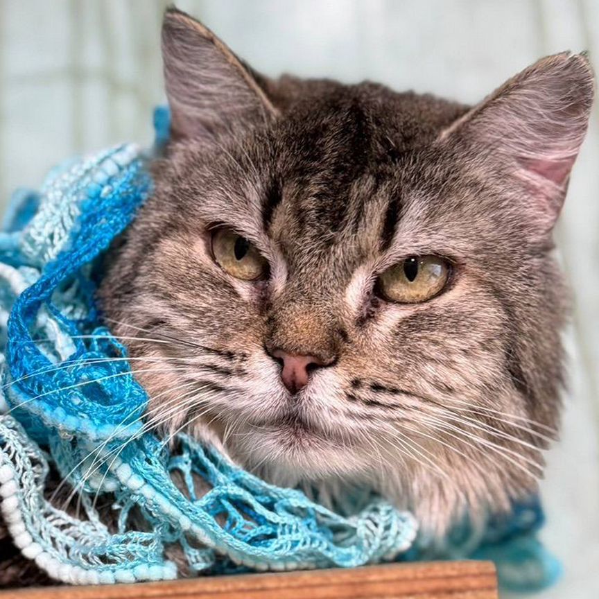 Взрослая, кошка в добрые руки