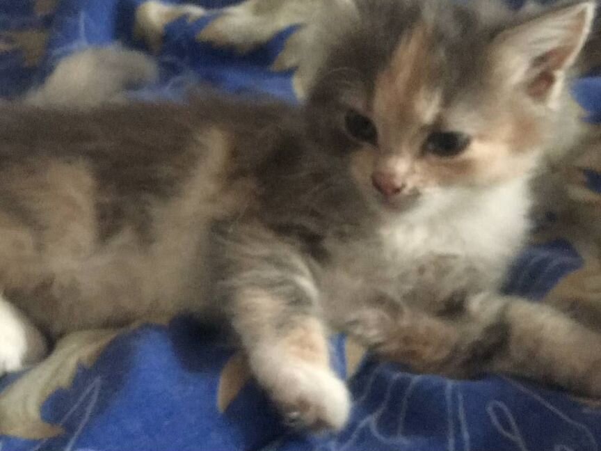 Котёнок в добрые руки