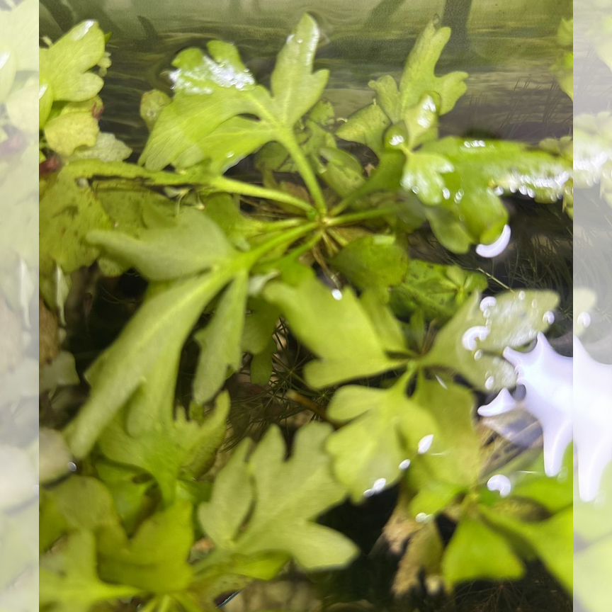 Водоросли для аквариума