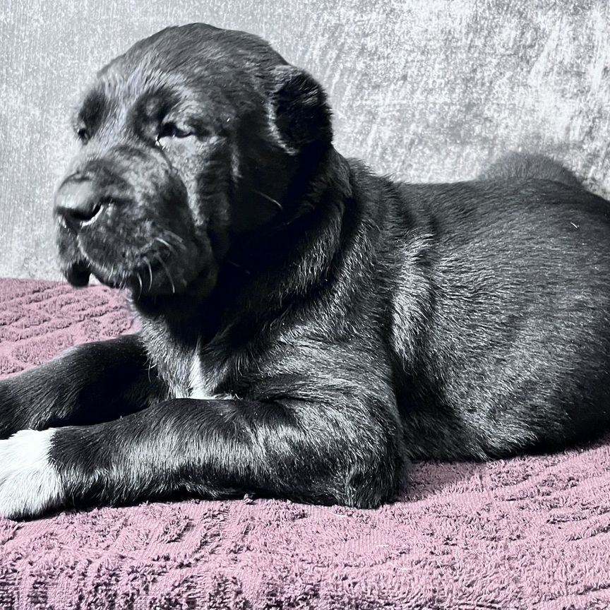 Среднеазиатская овчарка алабай щенки