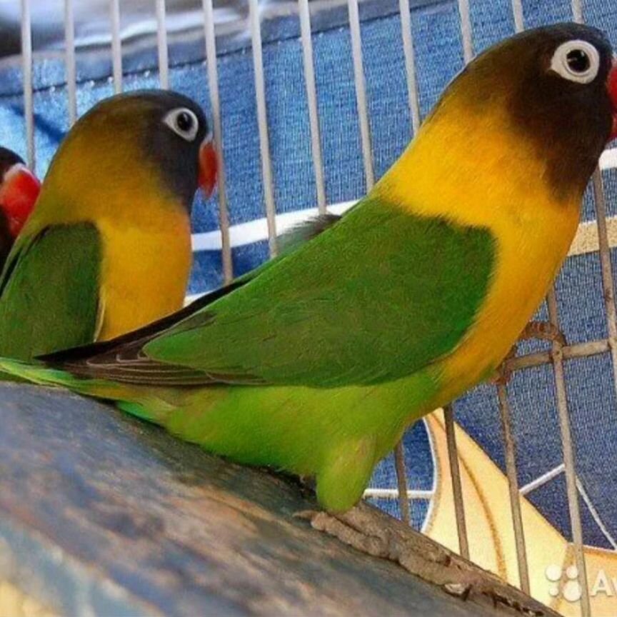 Птенцы Неразлучника Фишера