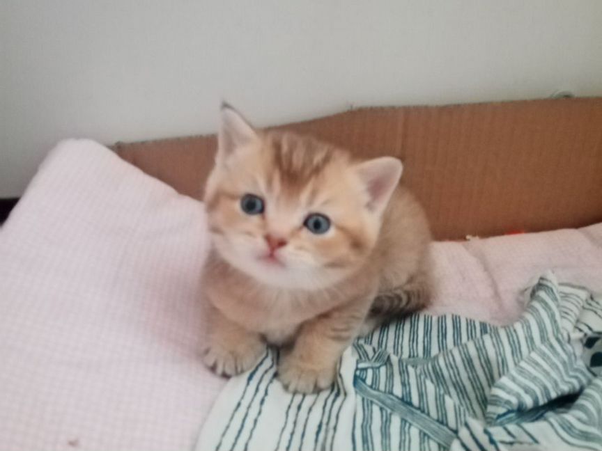 Шотландские котята