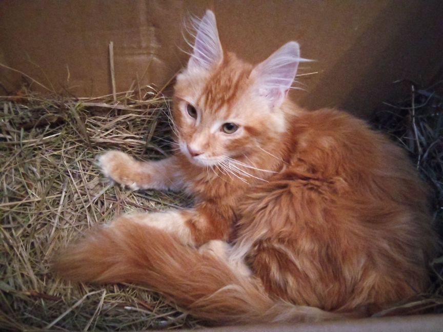 Котёнок мейн-кун девочка Огонь