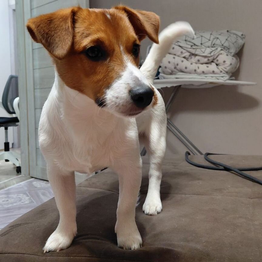 Джек-рассел-терьер, щенок