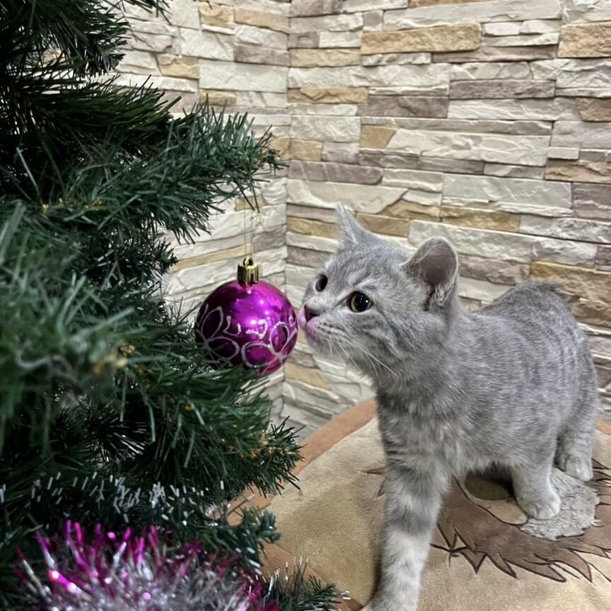 Котенок девочка в добрые руки
