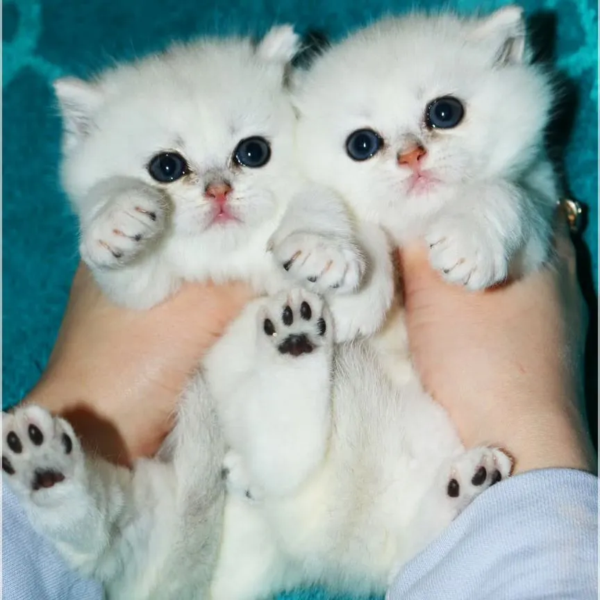 Котята серебристые британские шиншиллы