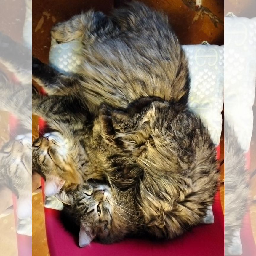 Кошки в добрые руки бесплатно
