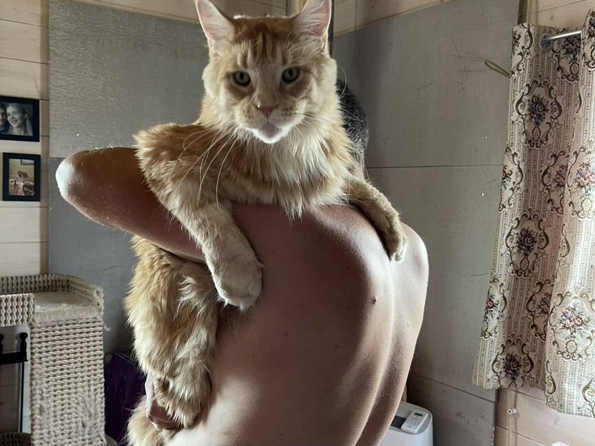 Отдам кота мейн-кун