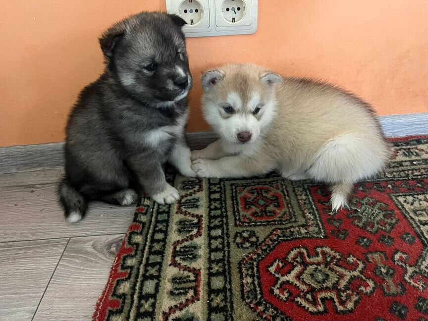 Щенки маламут