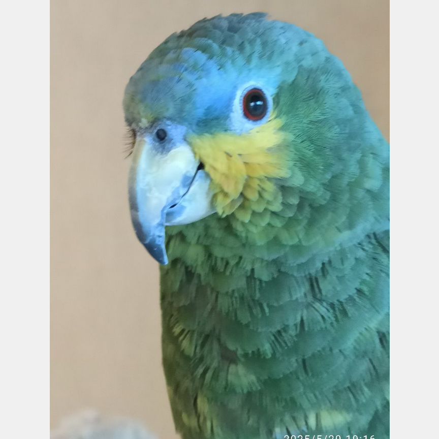 Венесуэльский амазон