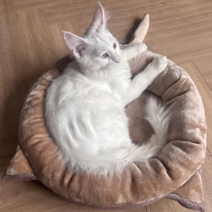 Лежанка для кошек