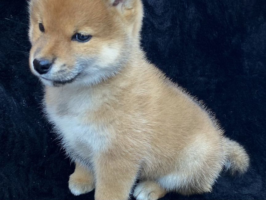 Сиба девочка