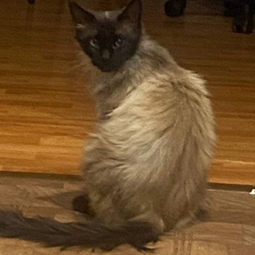 Сиамский кот