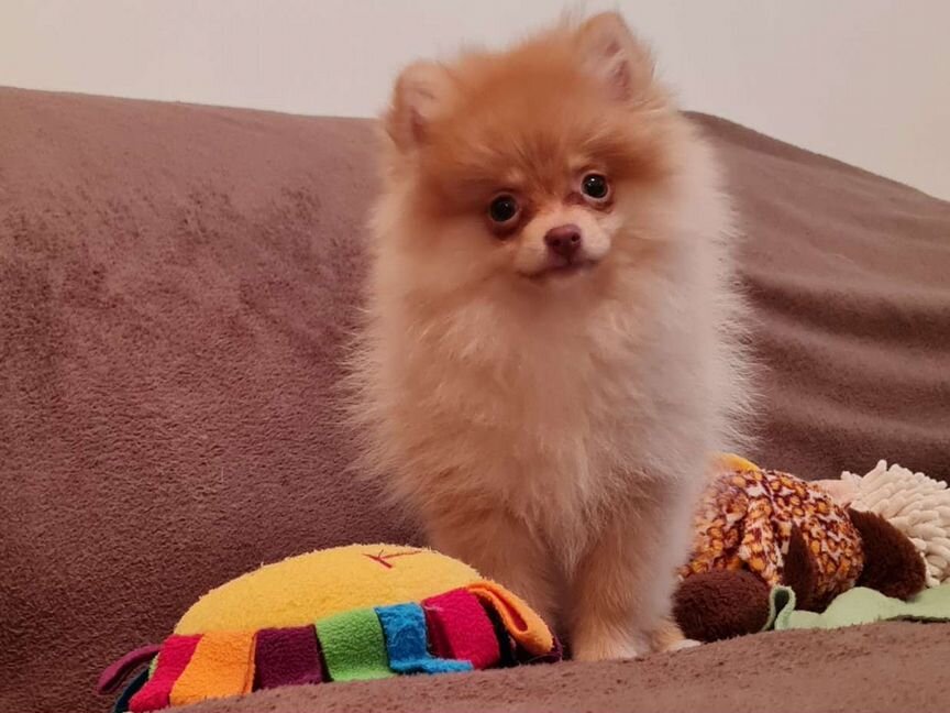 Померанский шпиц девочка