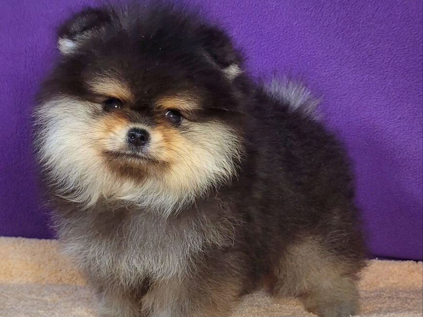 Померанский шпиц (малый)мальчики