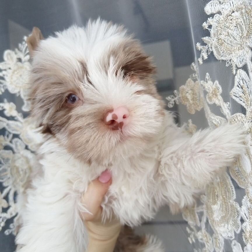 Йоркширский терьер щенки