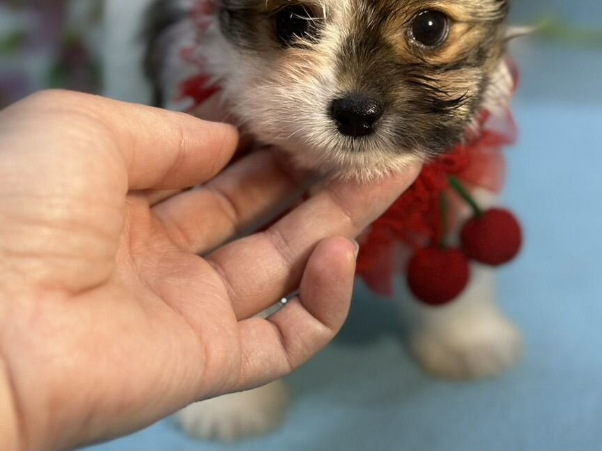 Мини мальчик, 2,5 мес