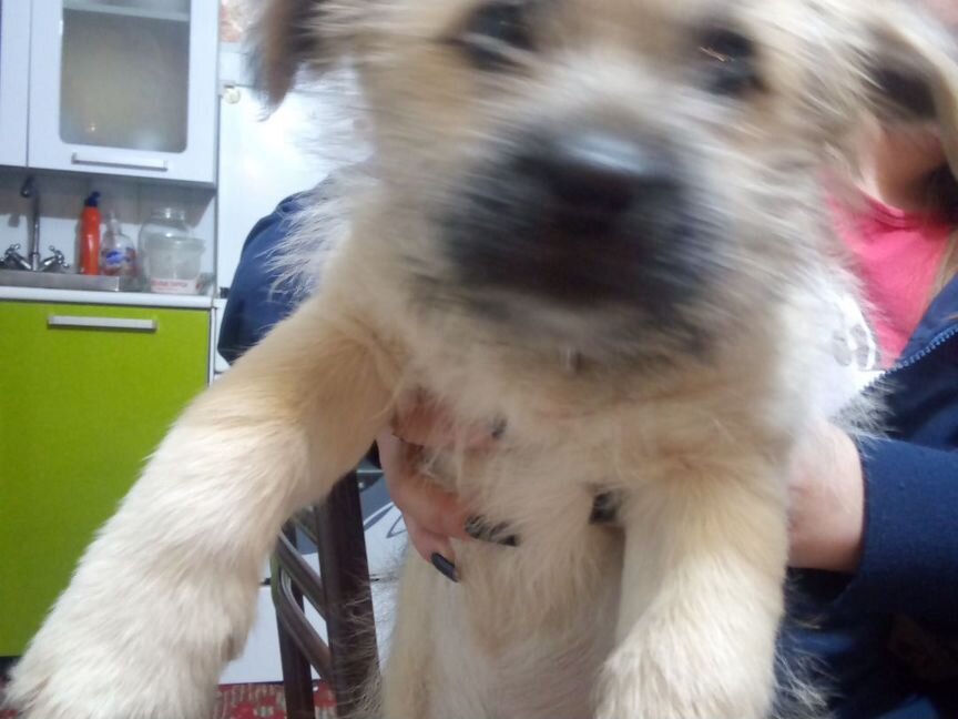 Собака в добрые руки отдам бесплатно