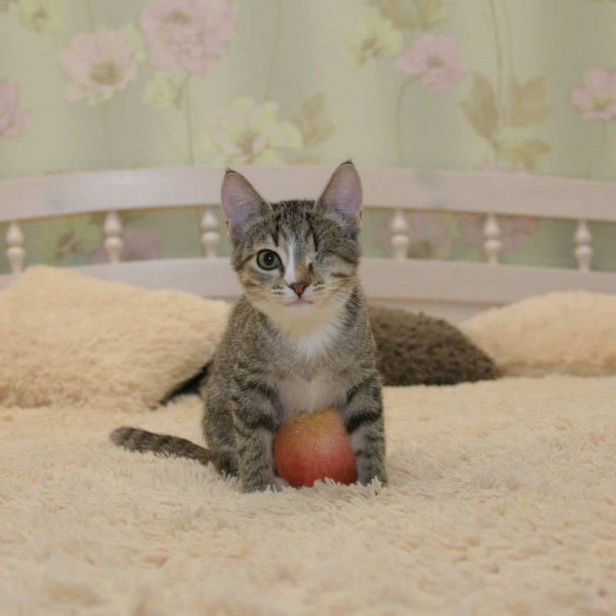 Ласковая игривая девчушка 3,5 месяца