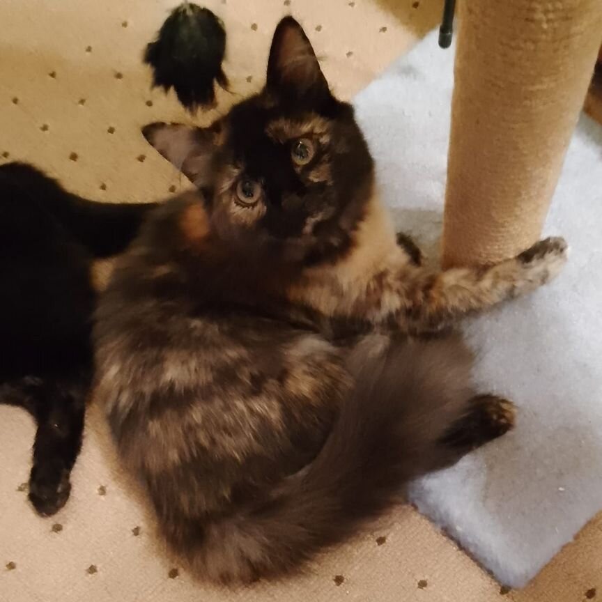 Конопушка Фортуна ищет дом