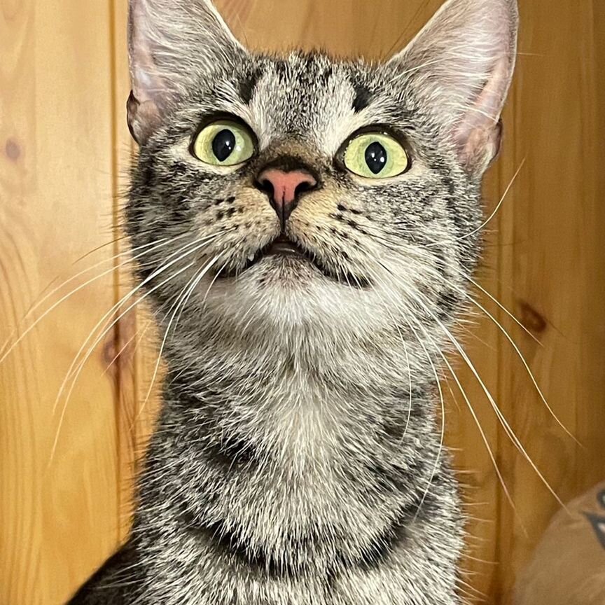 Молодая кошечка