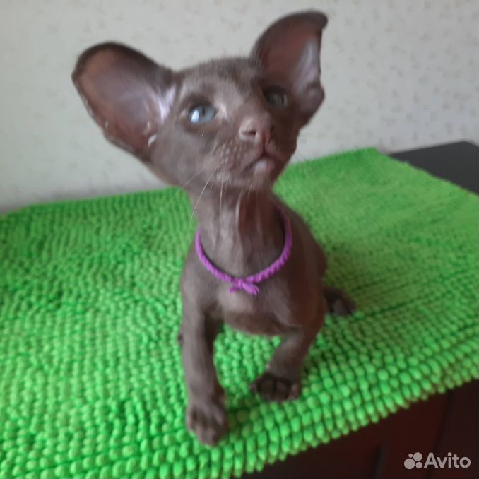 Ориентальный котик дорого