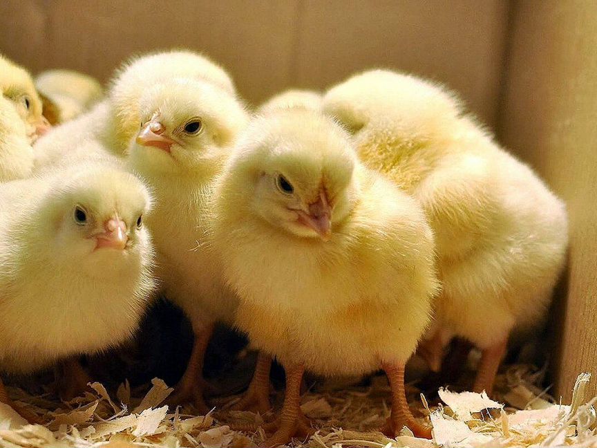 Цыплята бройлера