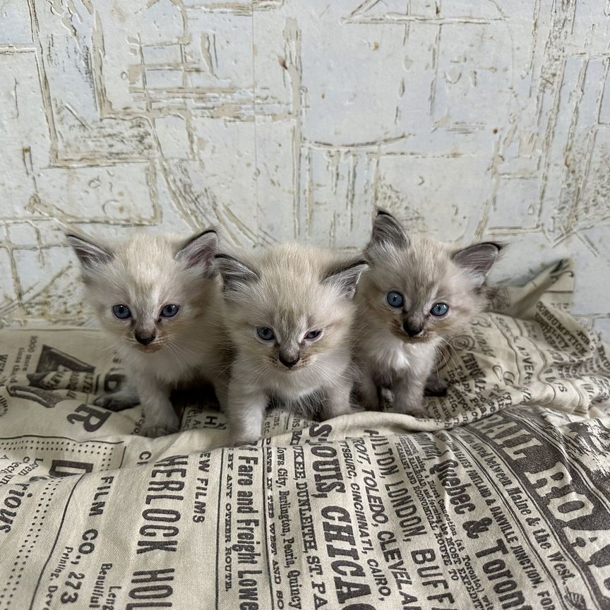 Котята Невской Маскарадной
