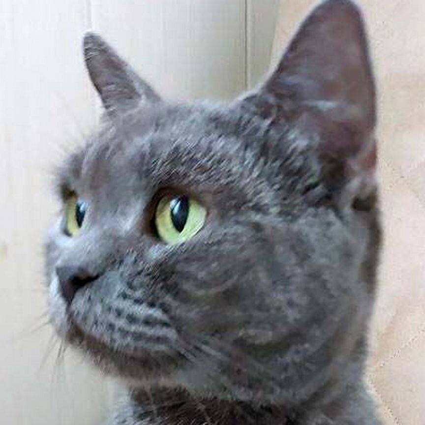 Миниатюрная голубая кошечка Оливка в дар