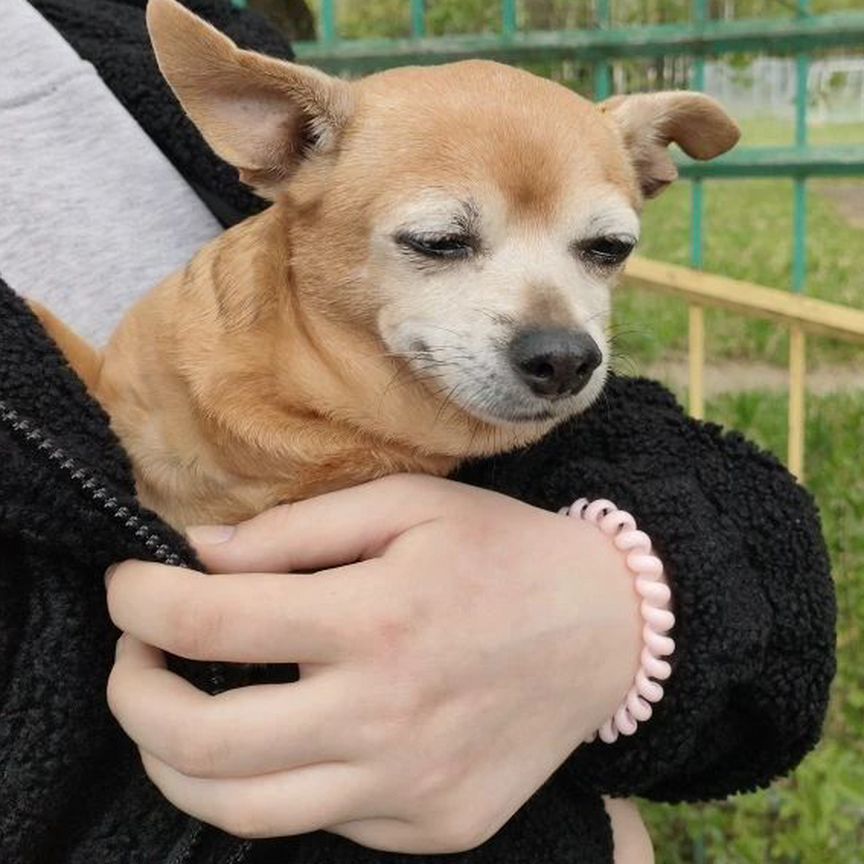 Чихуахуа, взрослая собака