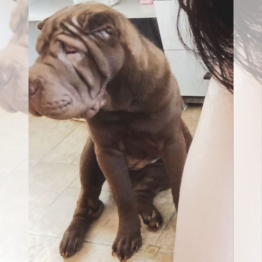 Шарпей, щенок