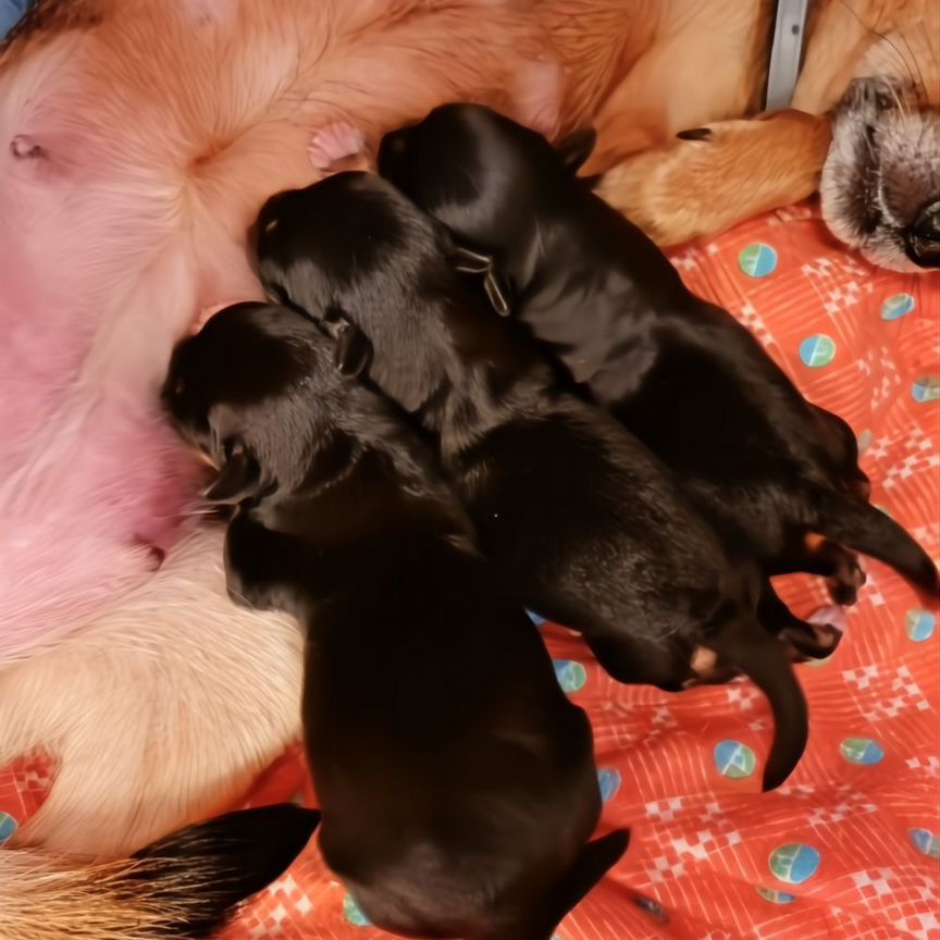 Русский той-терьер, щенок