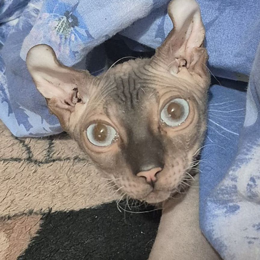 Канадский сфинкс, кошка вязка