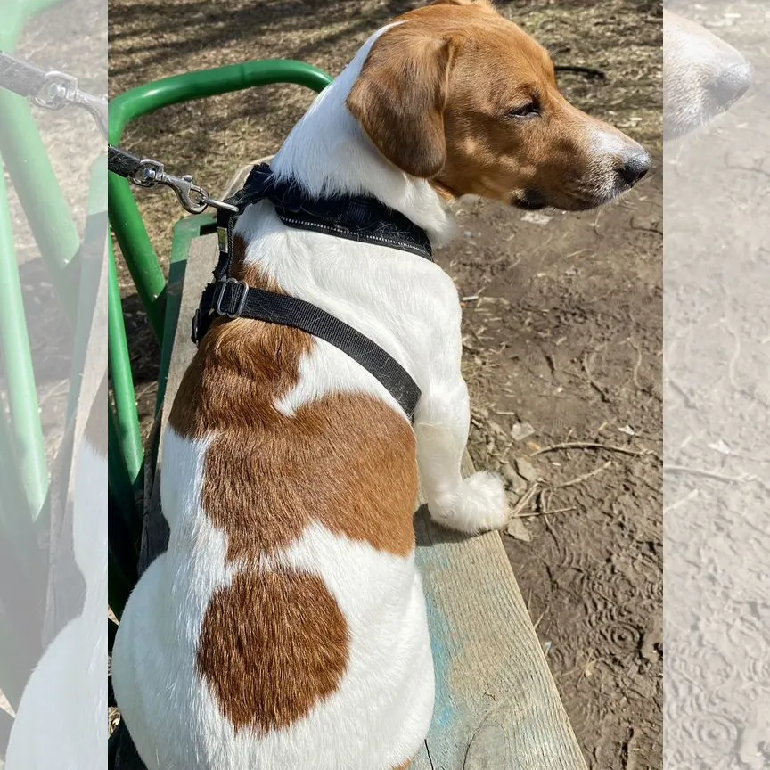 Отдам Джек рассела