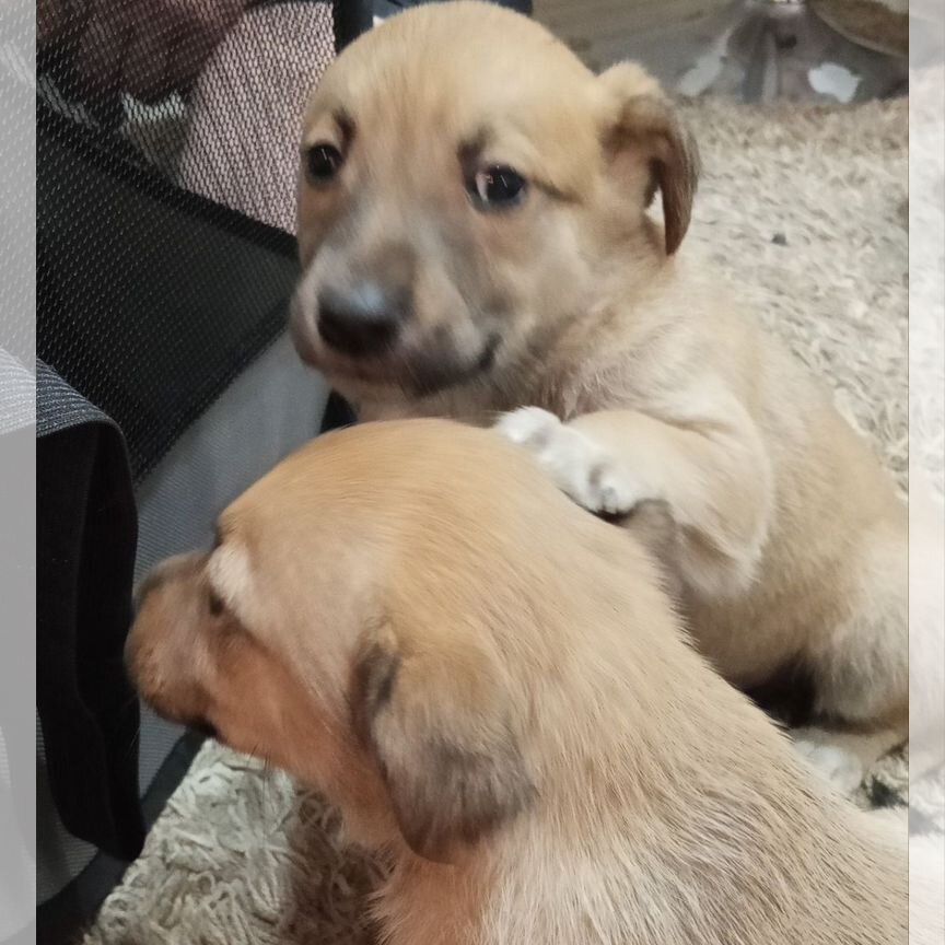 Щенок в добрые руки