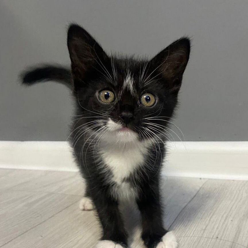 Котенок