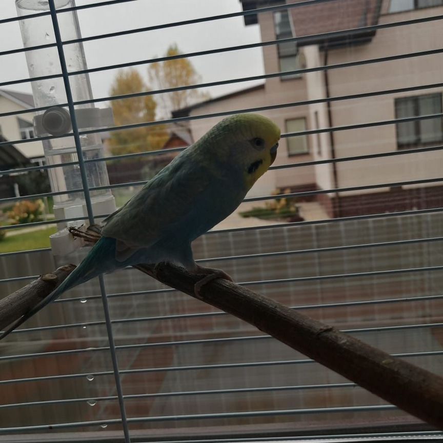 Ручной попугайчик