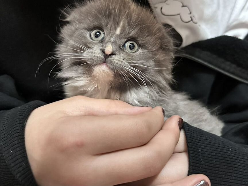 Шоколадные котята