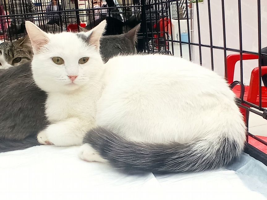 Кошечка Бэлла