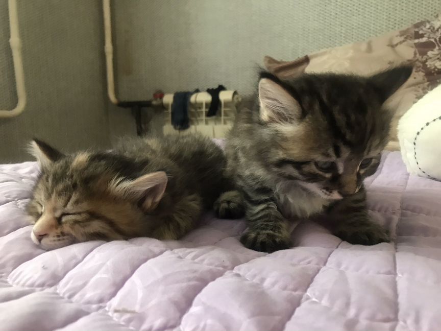 Котята курильский бобтейл