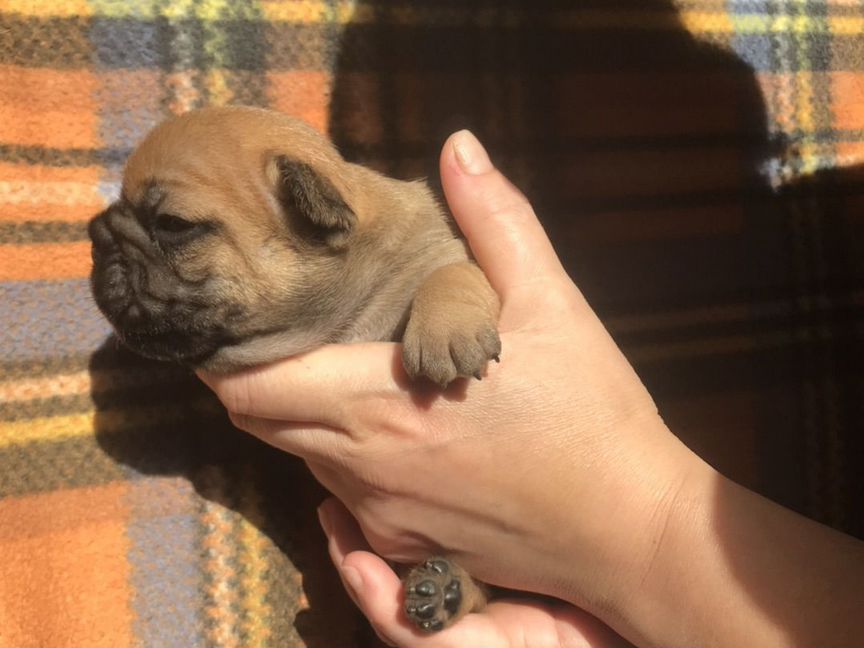 Французские бульдоги