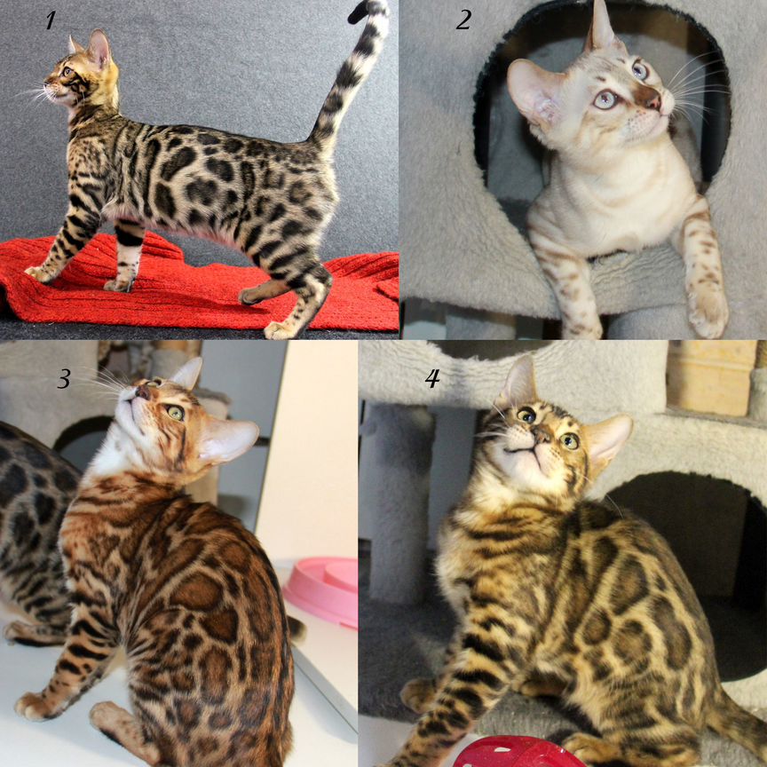 Бенгальские котята для Вас