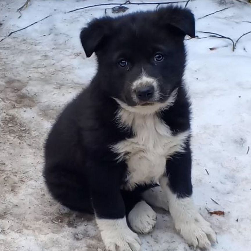 Русско-европейская лайка, щенок