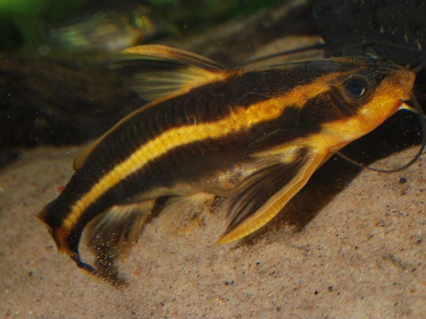 Сом платидорас