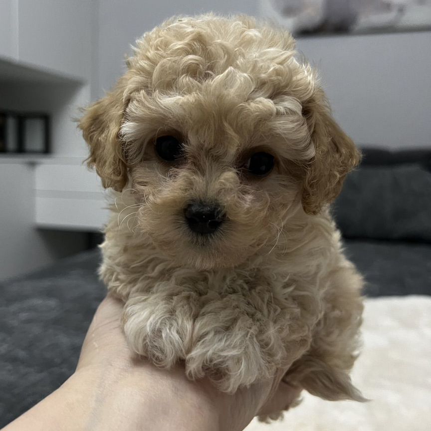 Мальтипу, щенок