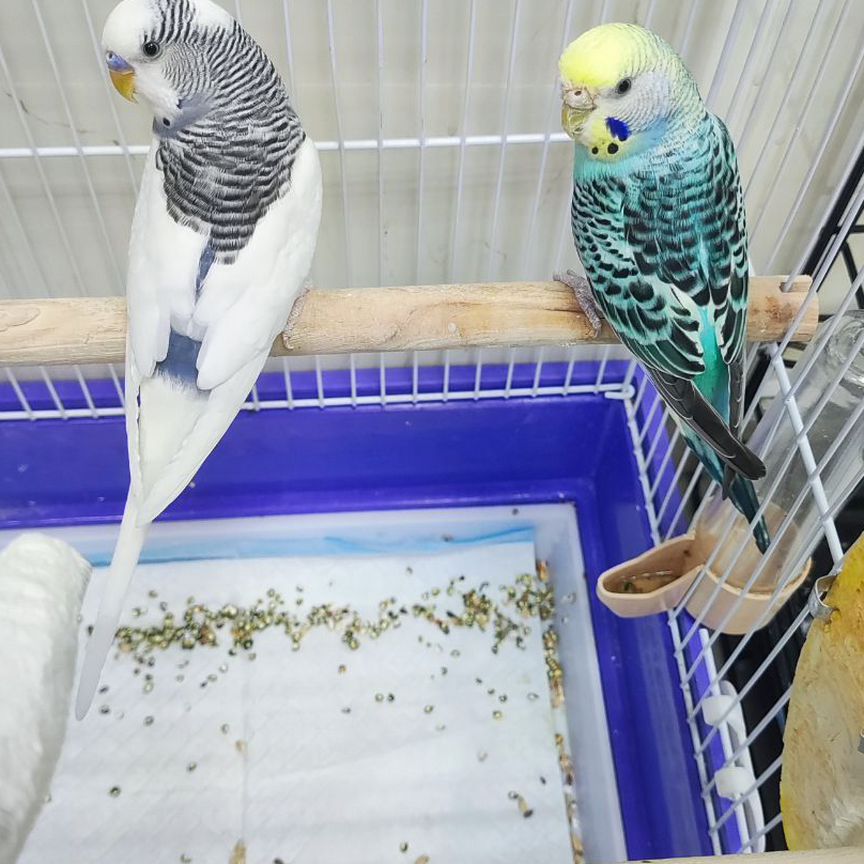 Пара волнистых попугаев с клеткой