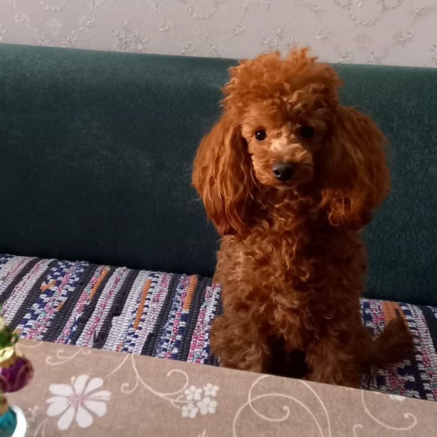 Пудель, щенок