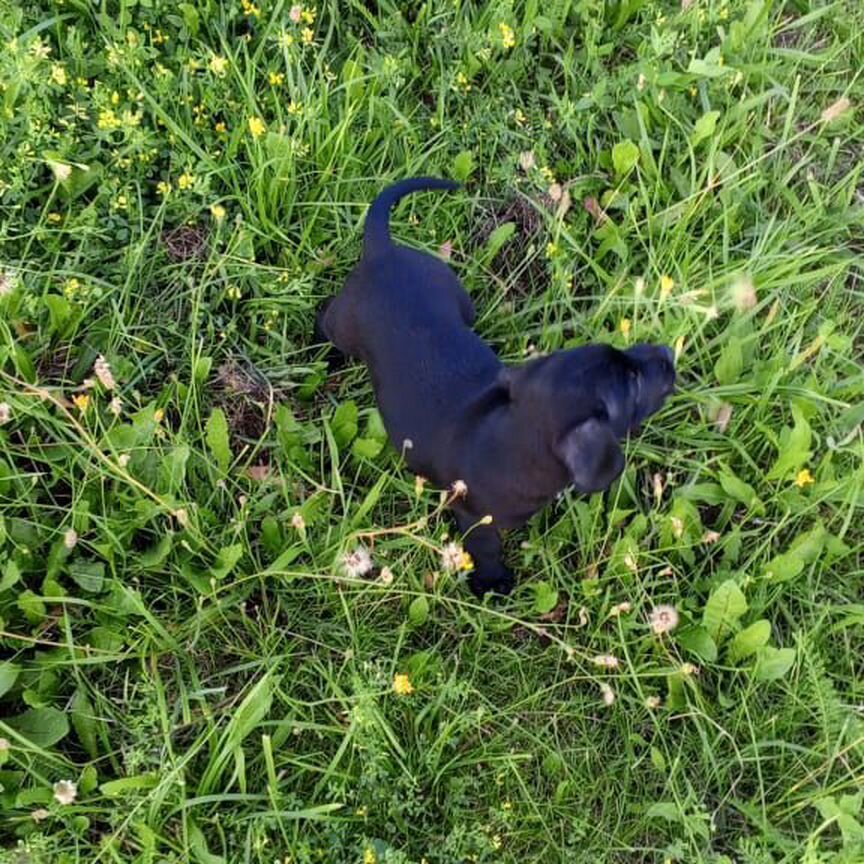 Собака в добрые руки