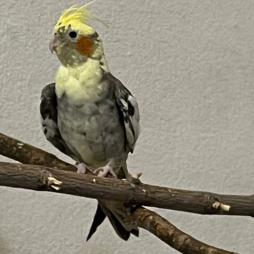 Попугай корелла мальчик