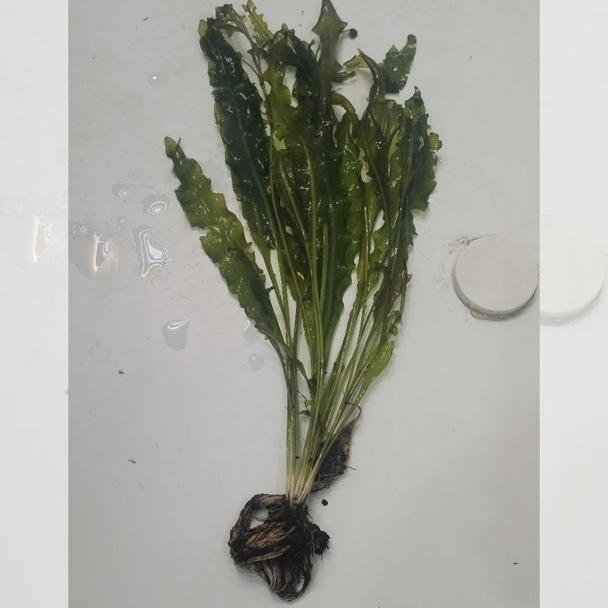 Апонагетон живородящий большой куст